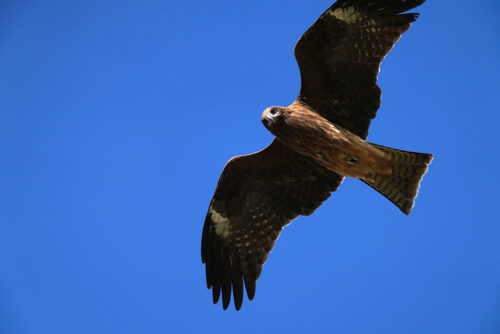 Topaz Photo AIに採用された新AIモデル・使い方を解説